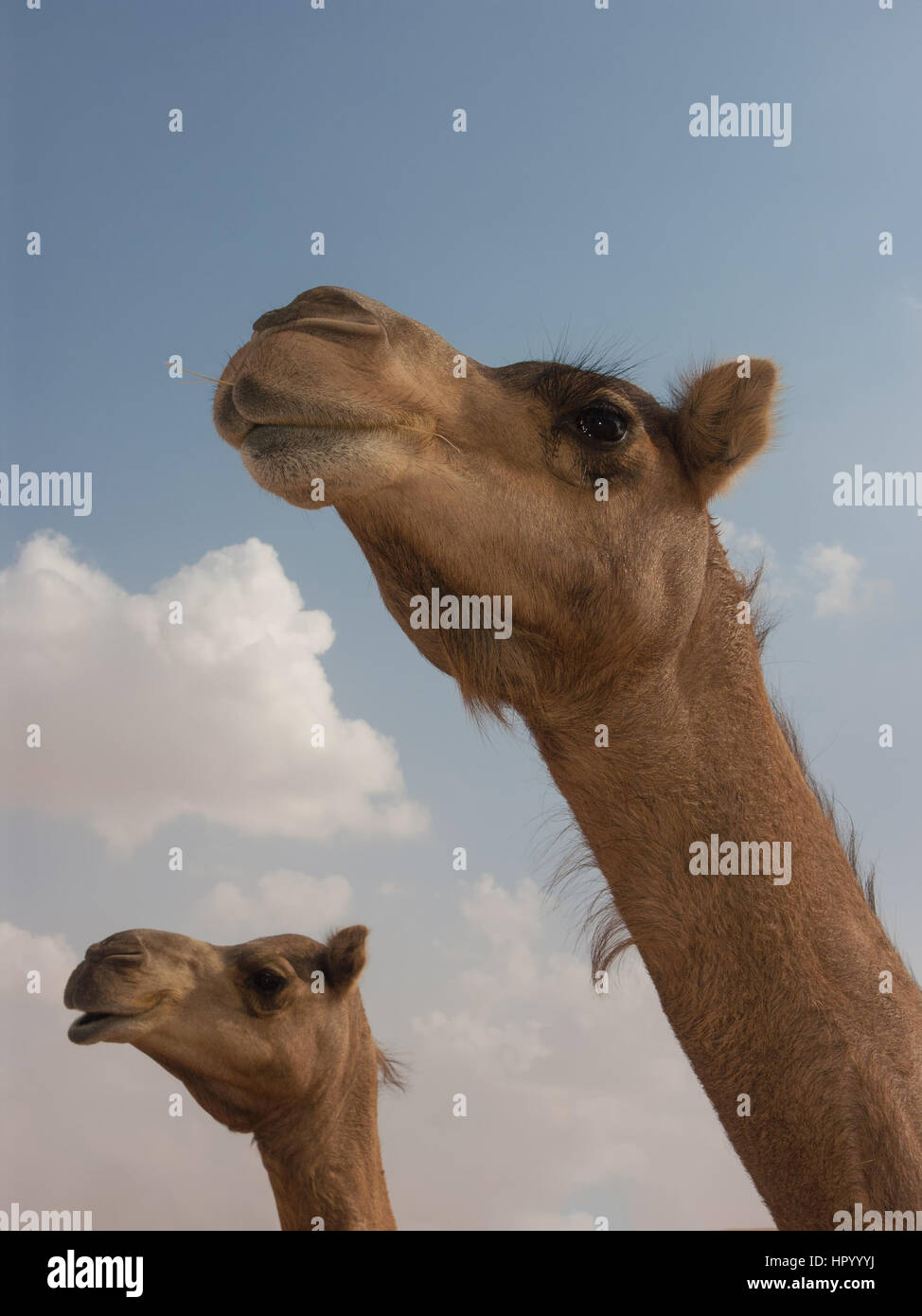 Camels heads hi-res stock photography and images - Alamy