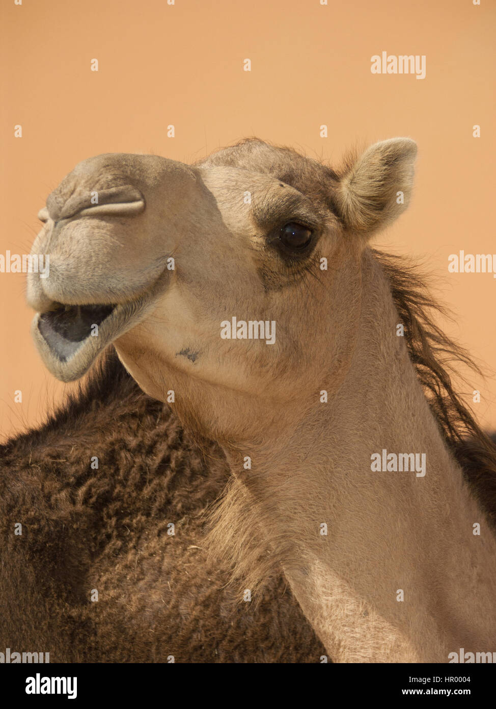 Smiling camel hi-res stock photography and images - Alamy