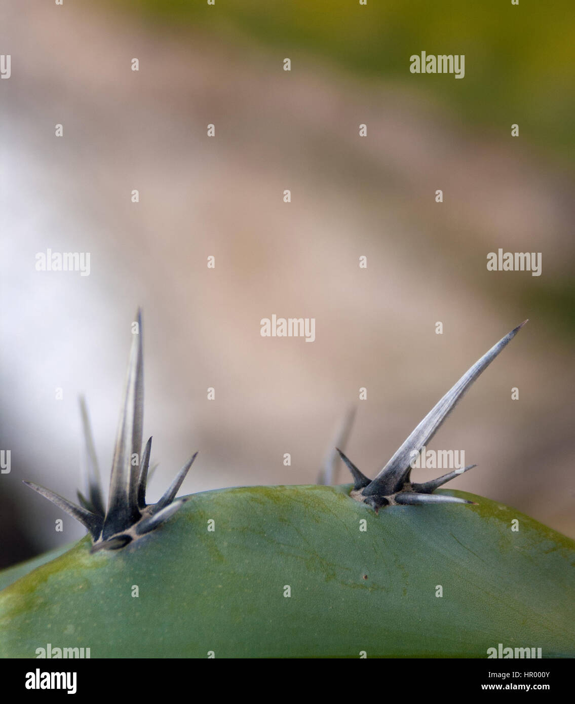 Close up of cactus thorns Stock Photo - Alamy