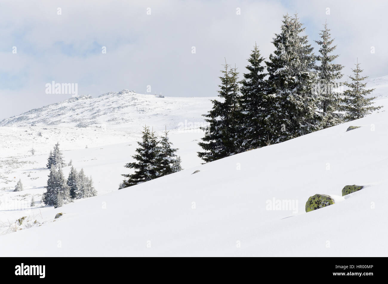 Small pine tree forest in wintry mountain Stock Photo - Alamy