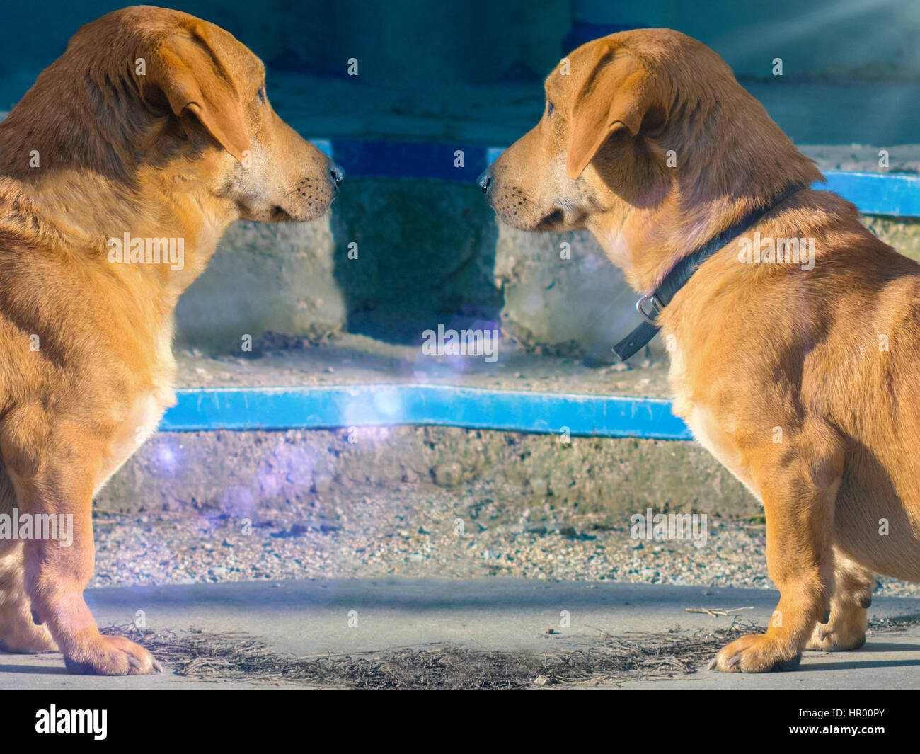 Two very similar dogs looking at each other Stock Photo - Alamy