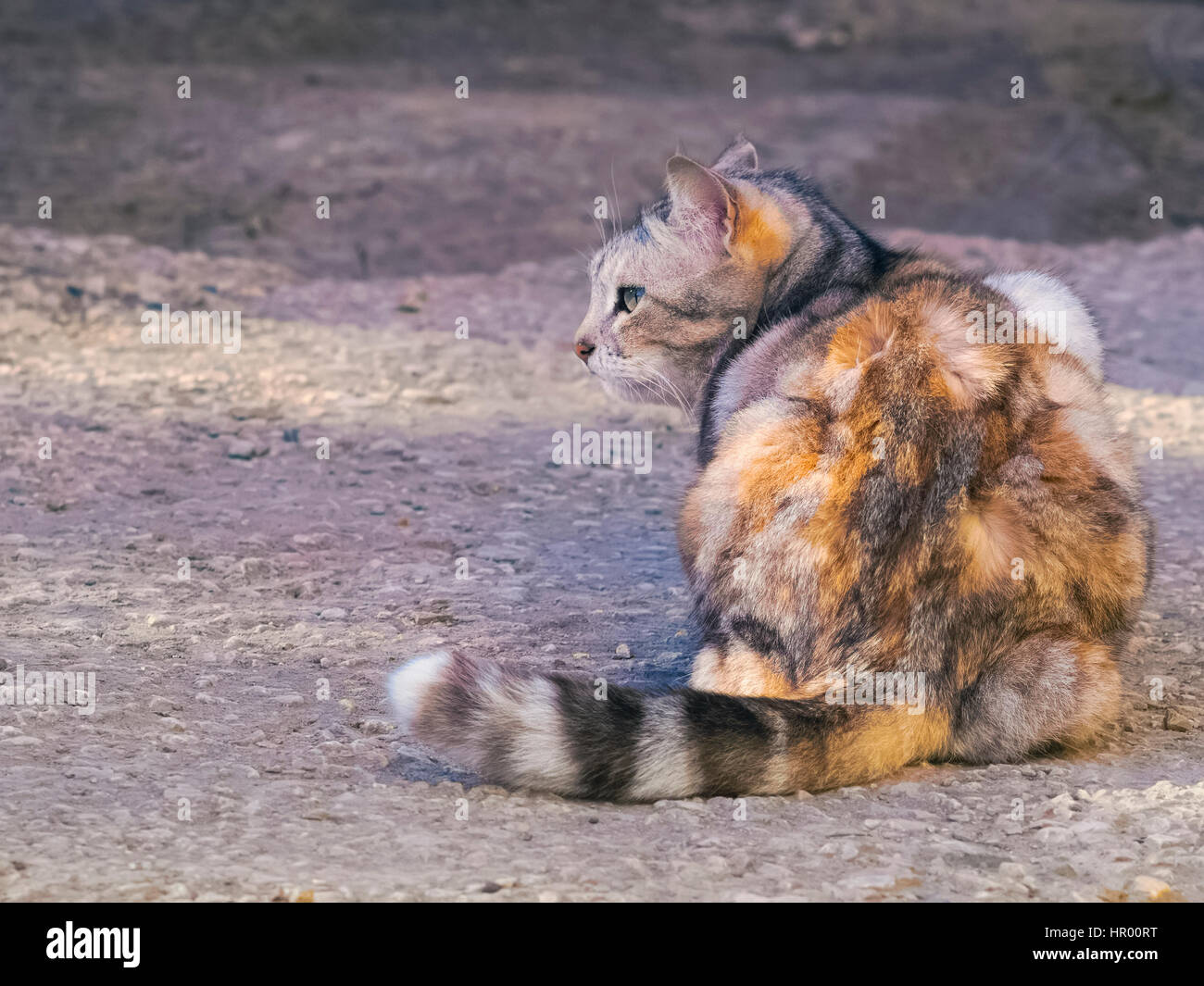 Really beautiful cute fluffy cat looking somewhere Stock Photo - Alamy