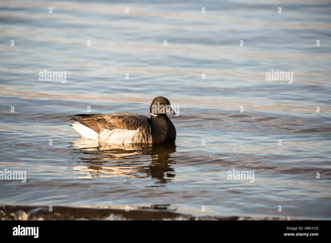 New Jersey Brown Duck Stock Photo - Alamy