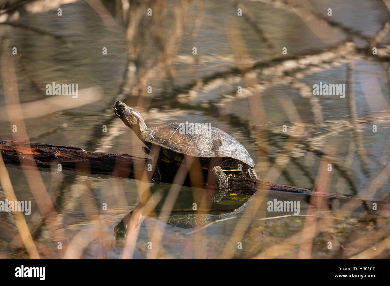 Northern fresh water turtles hi-res stock photography and images - Alamy