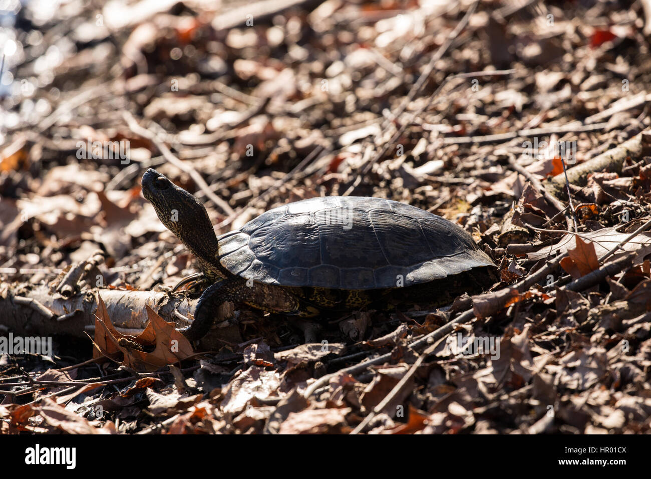 Diamondback terrapin marsh hi-res stock photography and images - Alamy