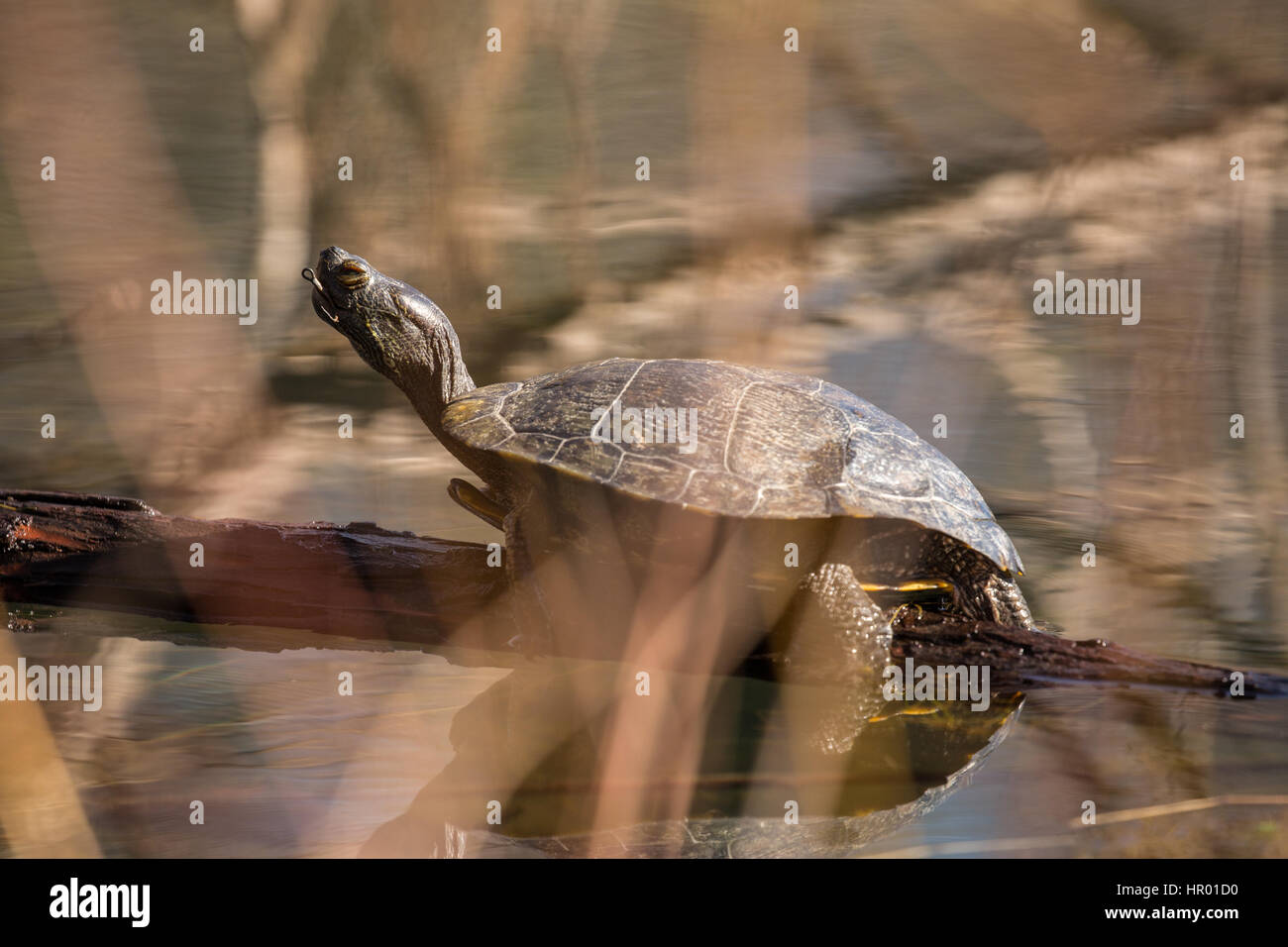 Diamondback terrapin marsh hi-res stock photography and images - Alamy