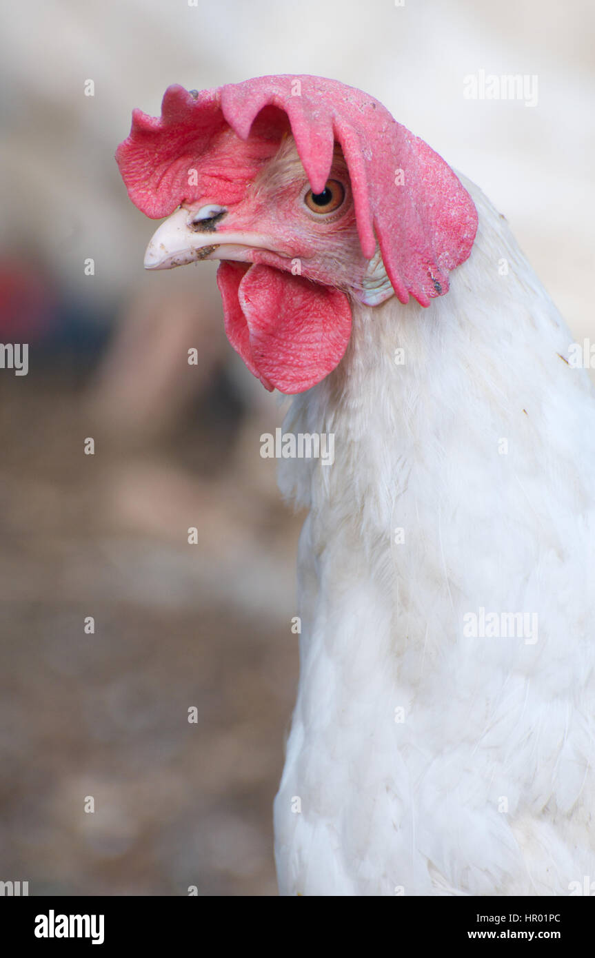 Domestic Farm Chicken with red comb portrait with comb near eye Stock ...
