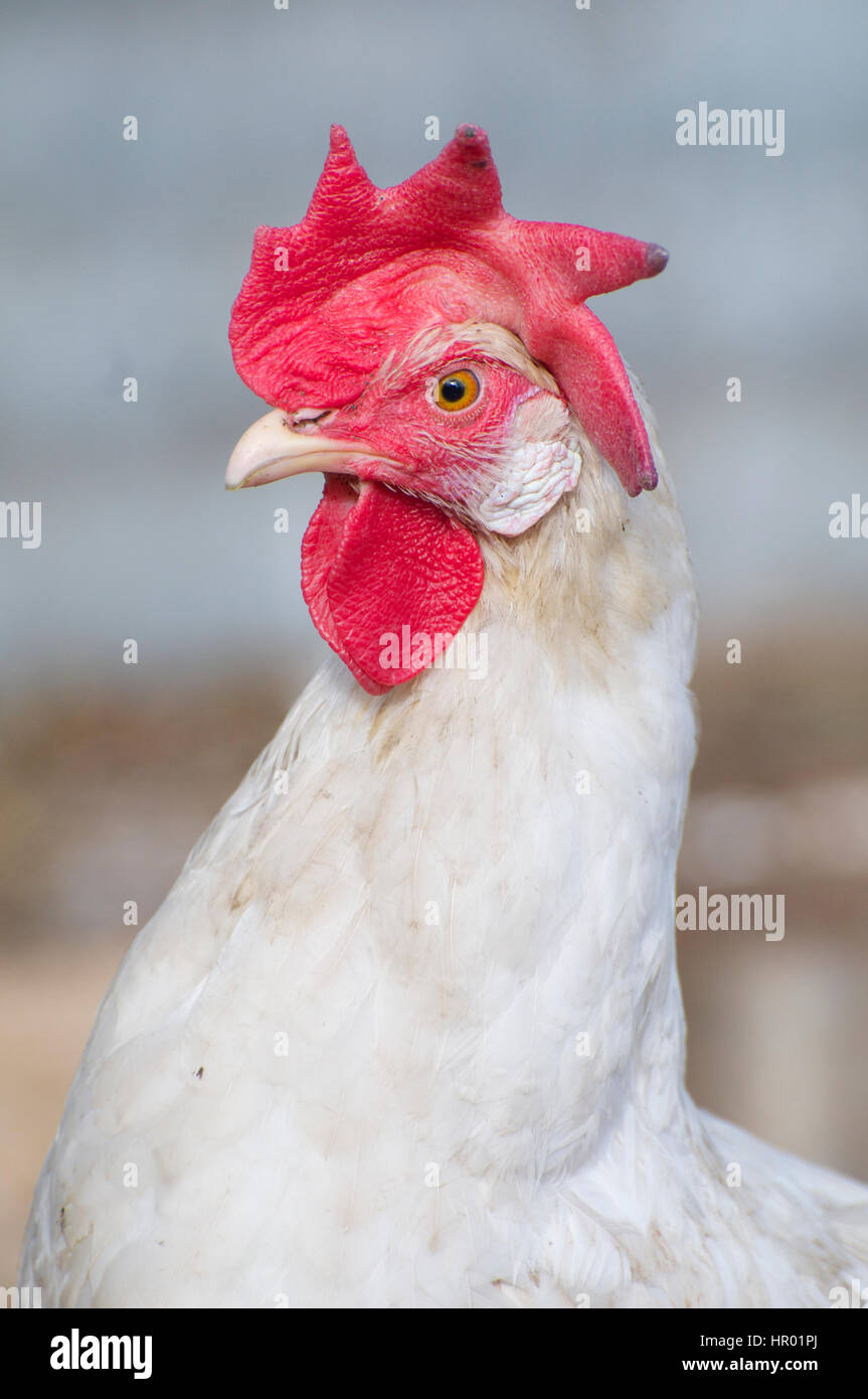 Red-crowned Chicken portrait with blue gray background Stock Photo - Alamy