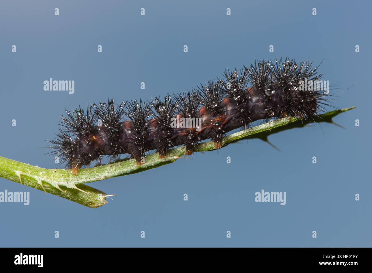 Giant moth caterpillar hi-res stock photography and images - Alamy