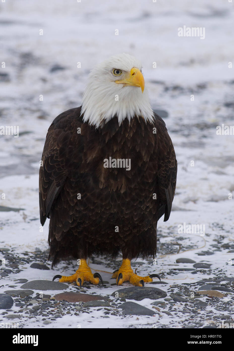 Alaskan bald eagle hi-res stock photography and images - Alamy