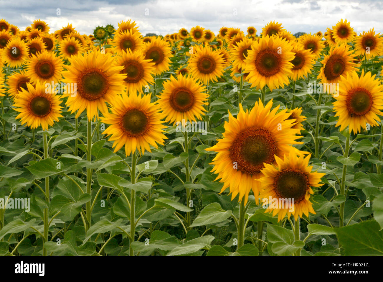 lots of sunflowers on the field under stormy sky Stock Photo - Alamy