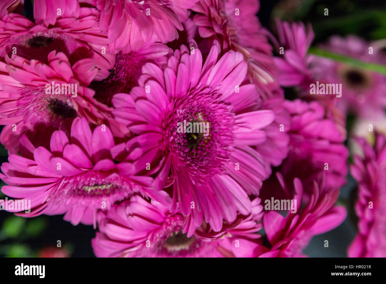 closeup a lot of flowers for bouquet in shop Stock Photo - Alamy