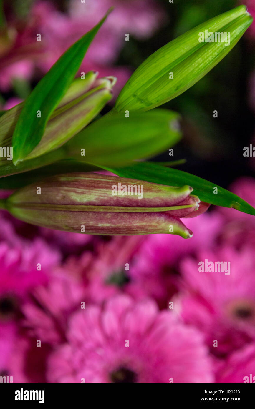 closeup a lot of flowers for bouquet in shop Stock Photo - Alamy