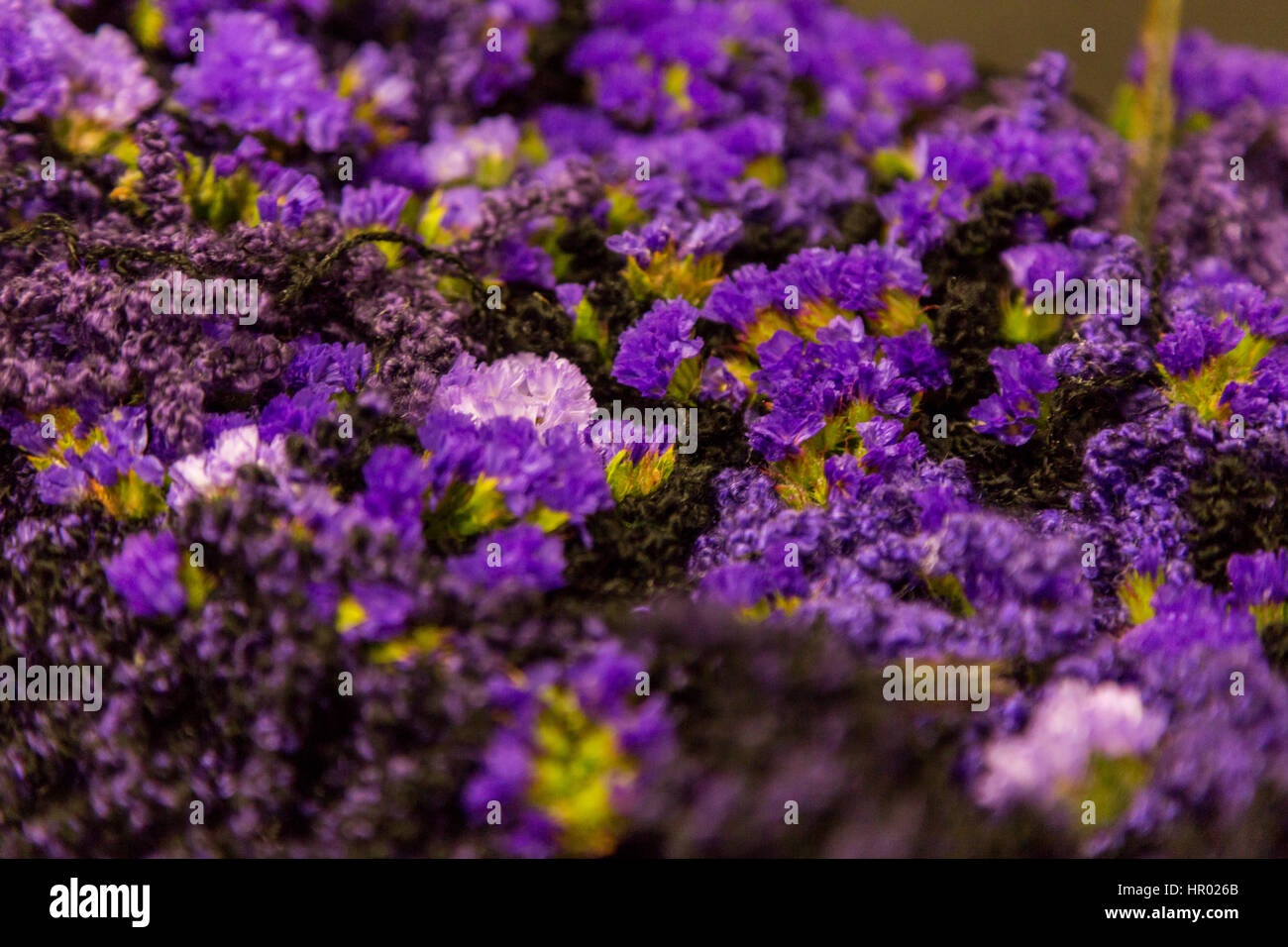 closeup a lot of flowers for bouquet in shop Stock Photo - Alamy