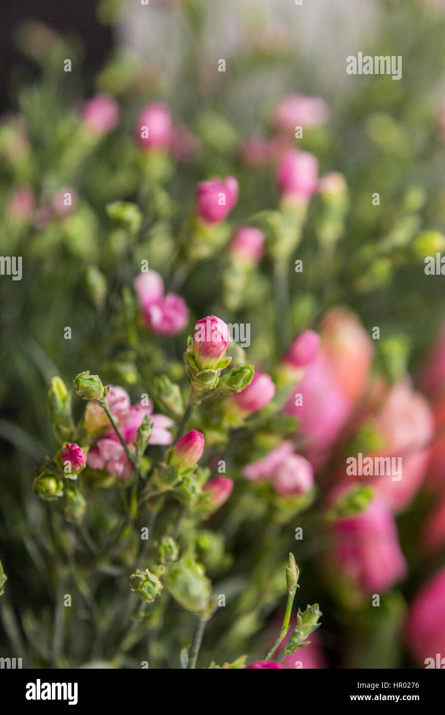 closeup a lot of flowers for bouquet in shop Stock Photo - Alamy