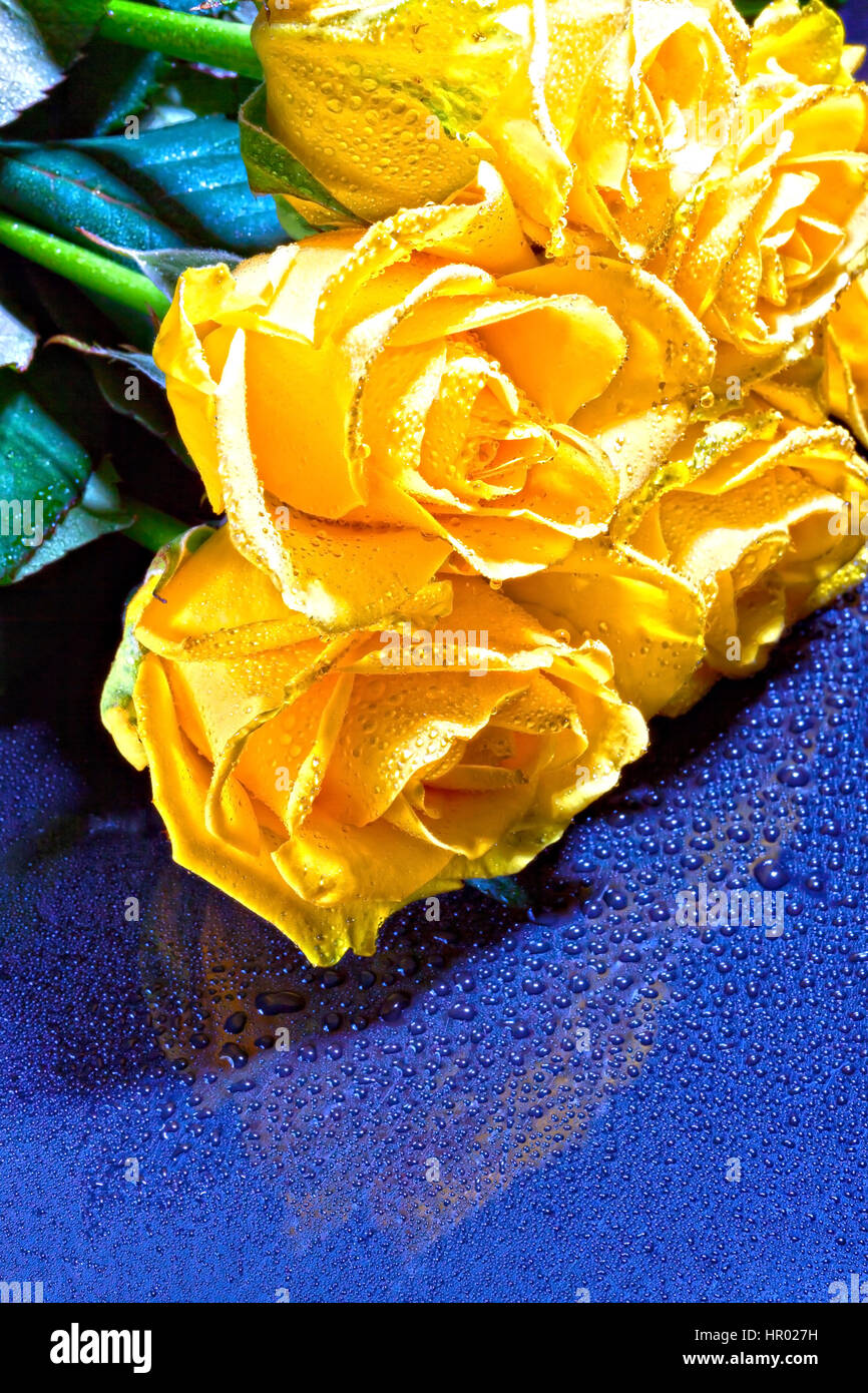 Yellow rose rosa dew drops hi-res stock photography and images - Alamy
