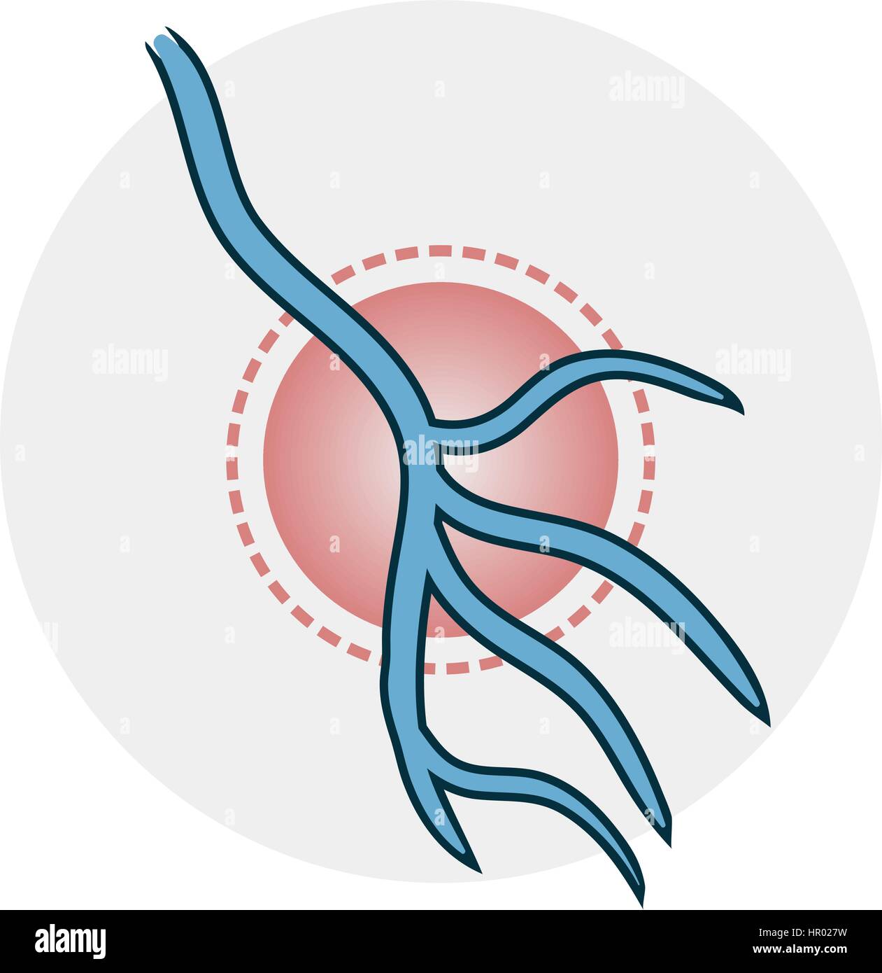 Varicose veins illustration hi-res stock photography and images - Alamy