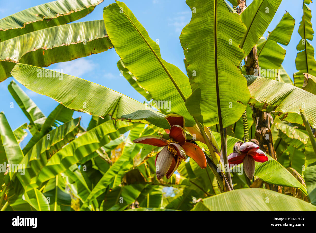 Banana tree (Musa), flower, banana flower, banana leaves, banana ...