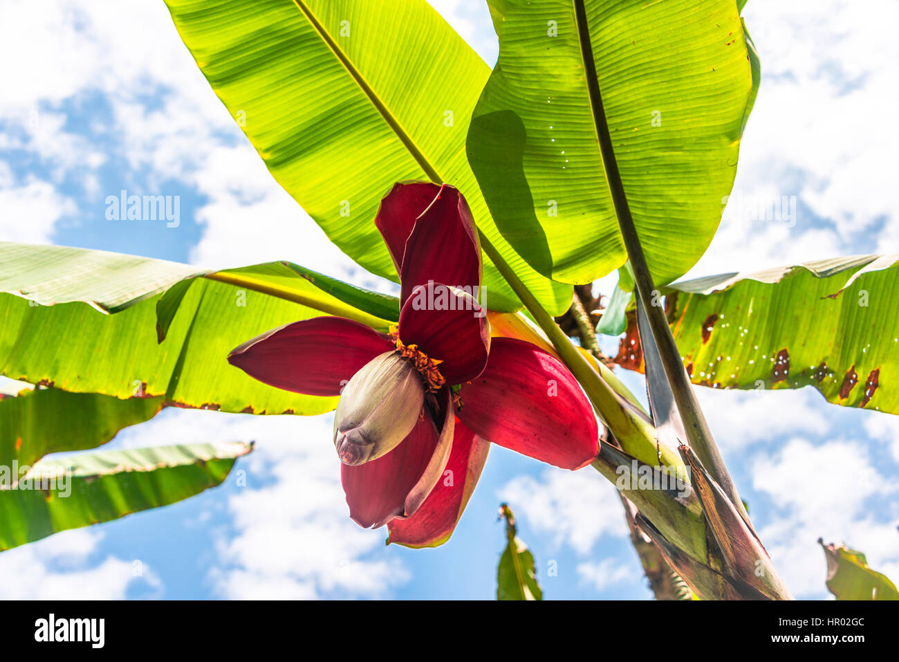 Banana tree (Musa), flower, banana flower, banana leaves, banana ...