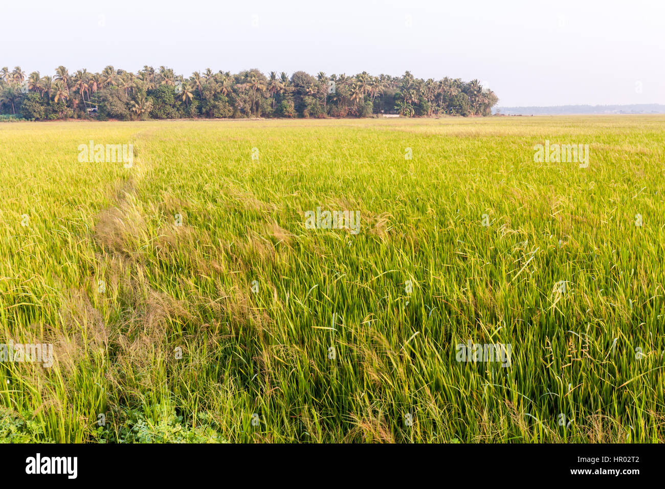 Vast green paddy field hi-res stock photography and images - Alamy