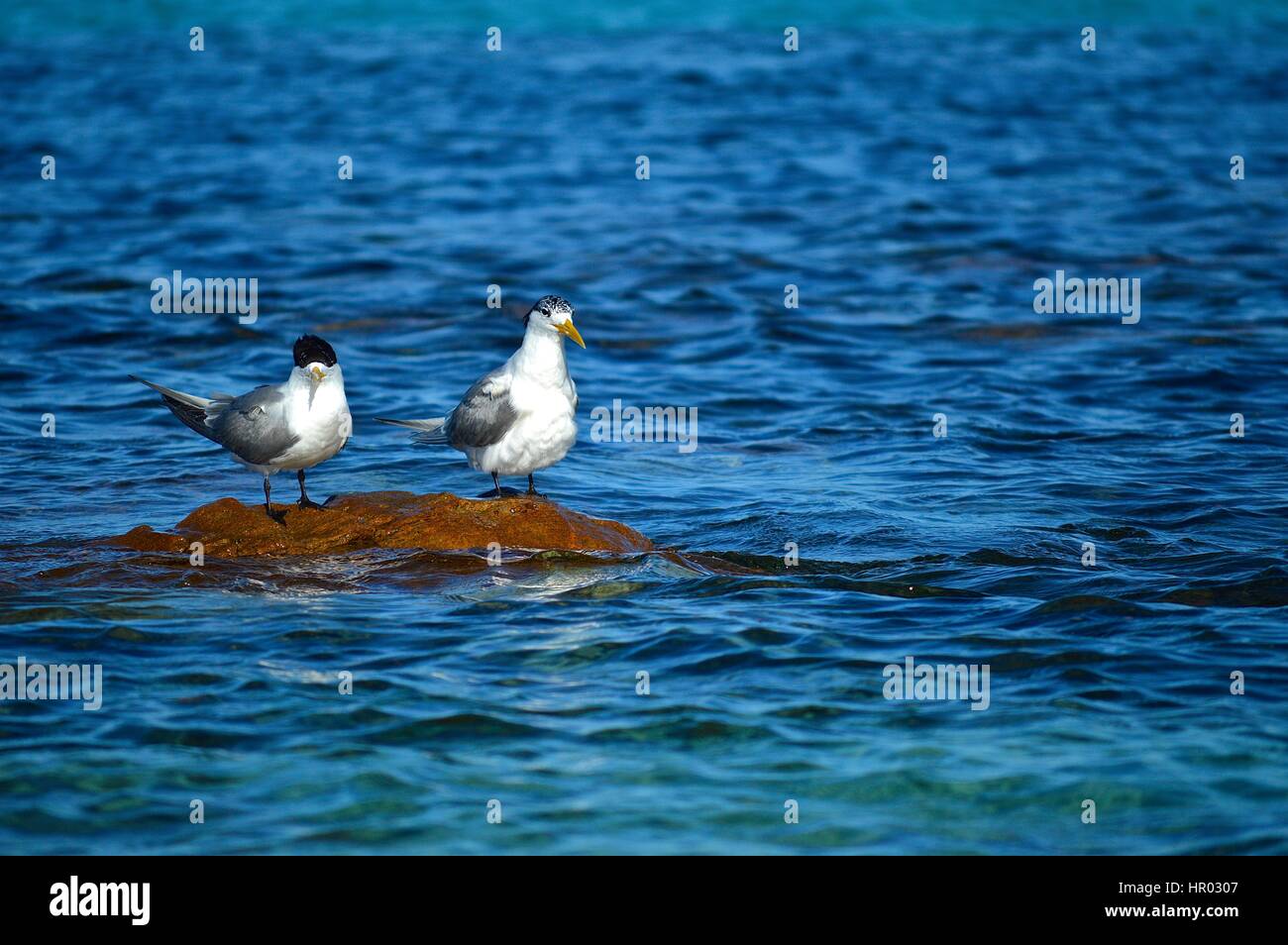 A pair of seagulls on a rock in a blue ocean Stock Photo - Alamy