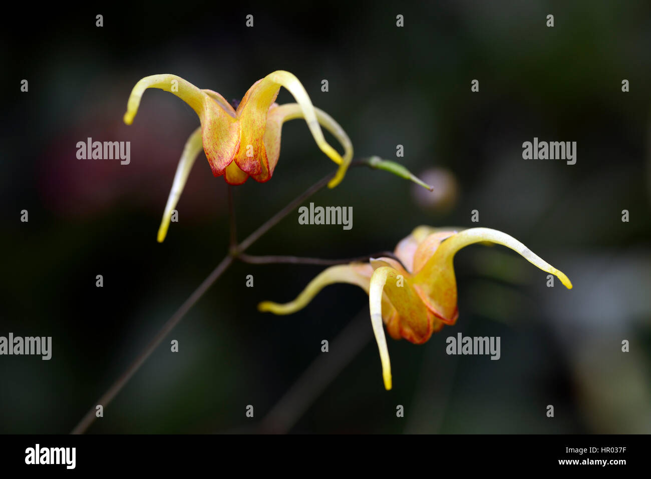 epimedium amber queen, orange, flower, flowers, flowering, woodland ...