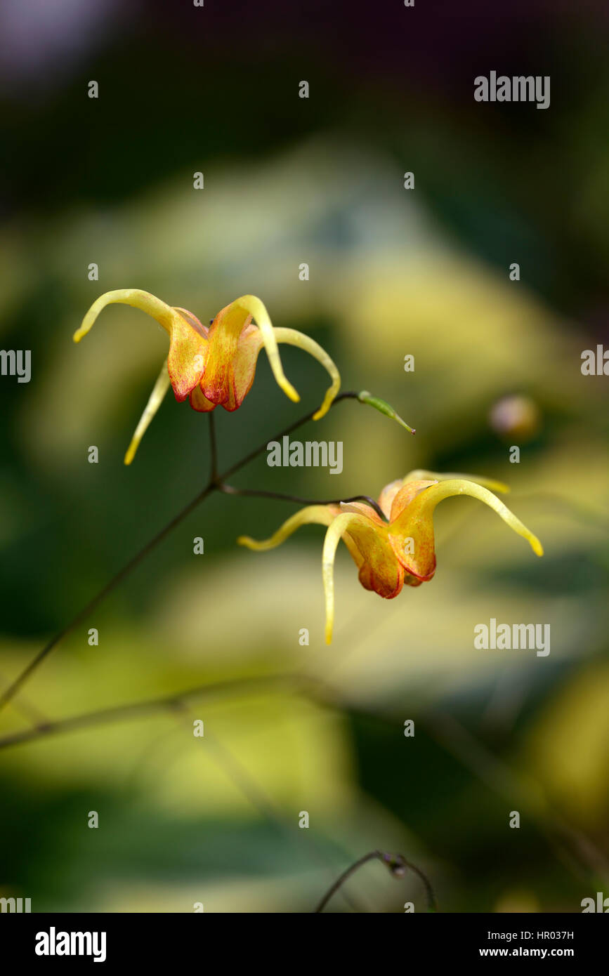 epimedium amber queen, orange, flower, flowers, flowering, woodland ...