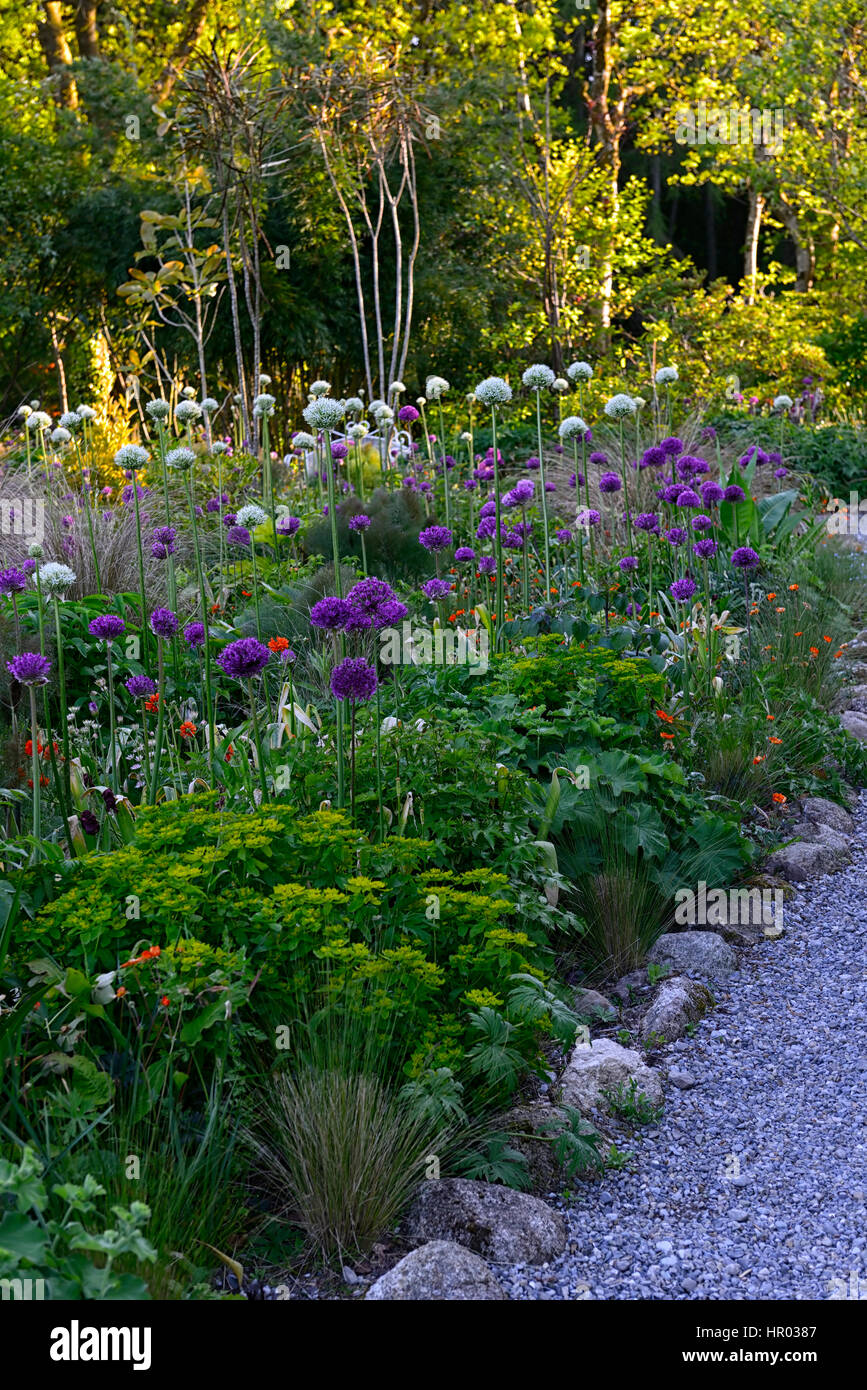 Allium, alliums, white, purple, flower. flowers, flowering, ornamental ...