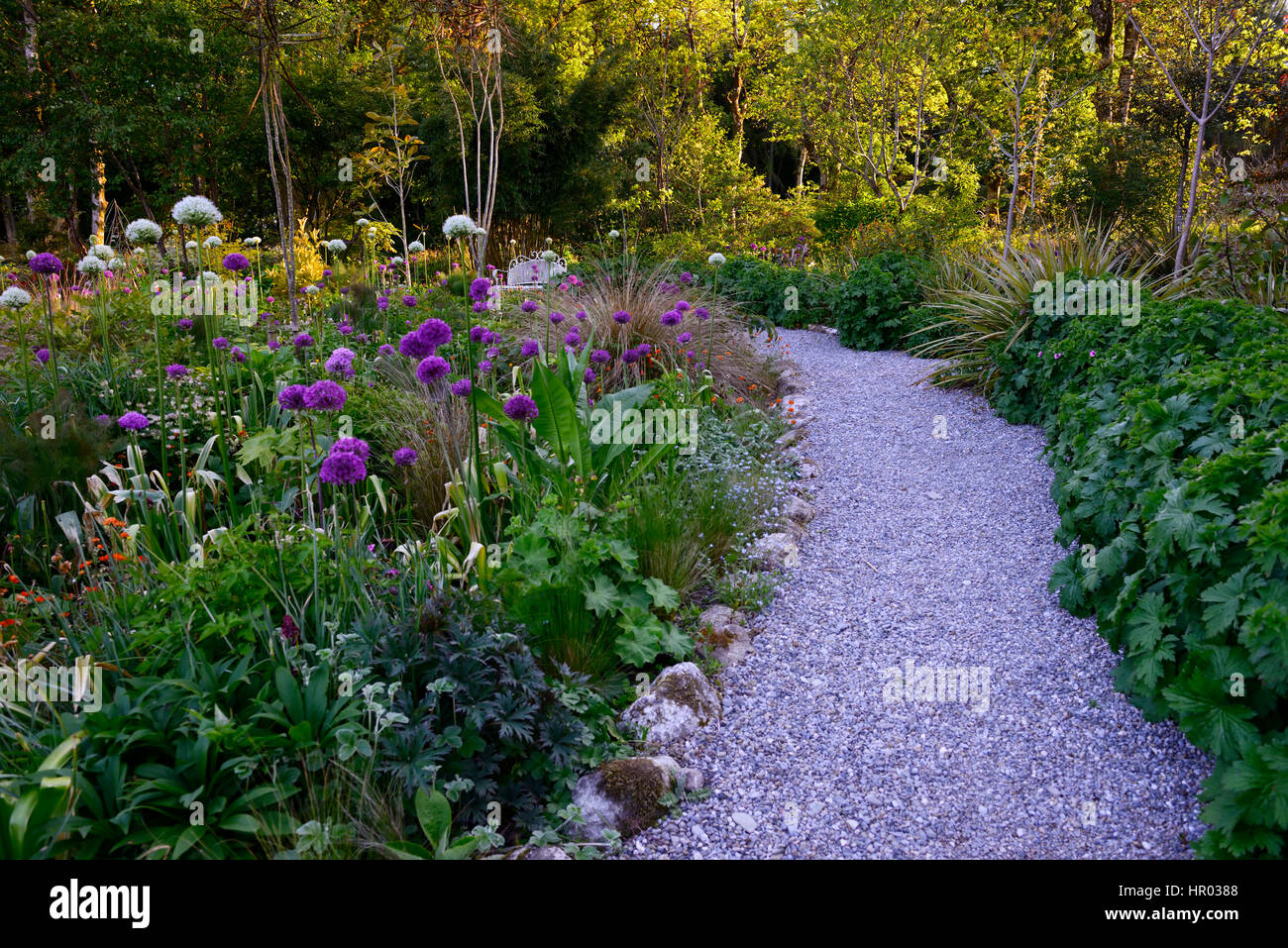 Allium, alliums, white, purple, flower. flowers, flowering, ornamental ...