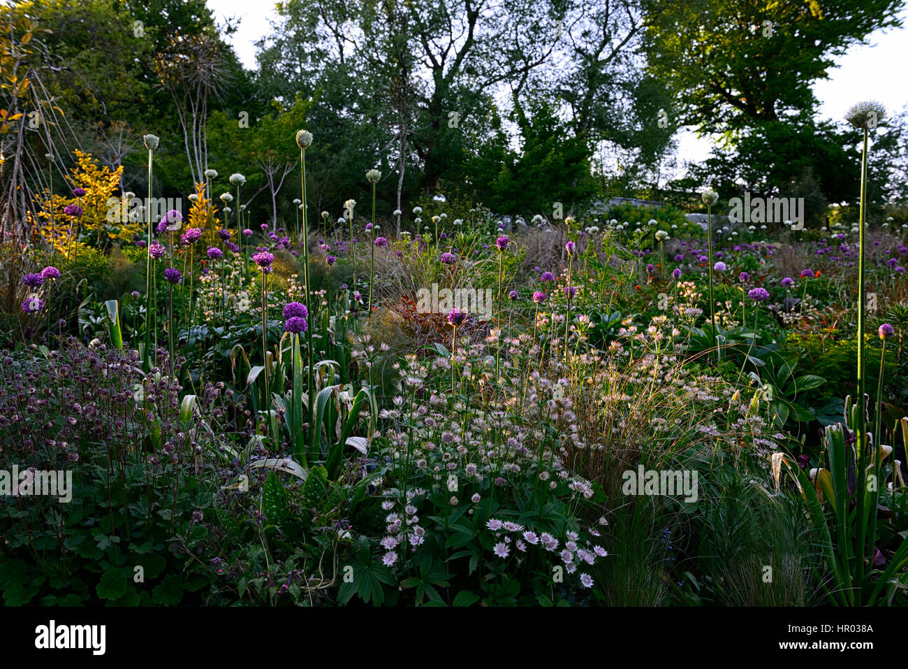 Allium, alliums, white, purple, flower. flowers, flowering, ornamental ...