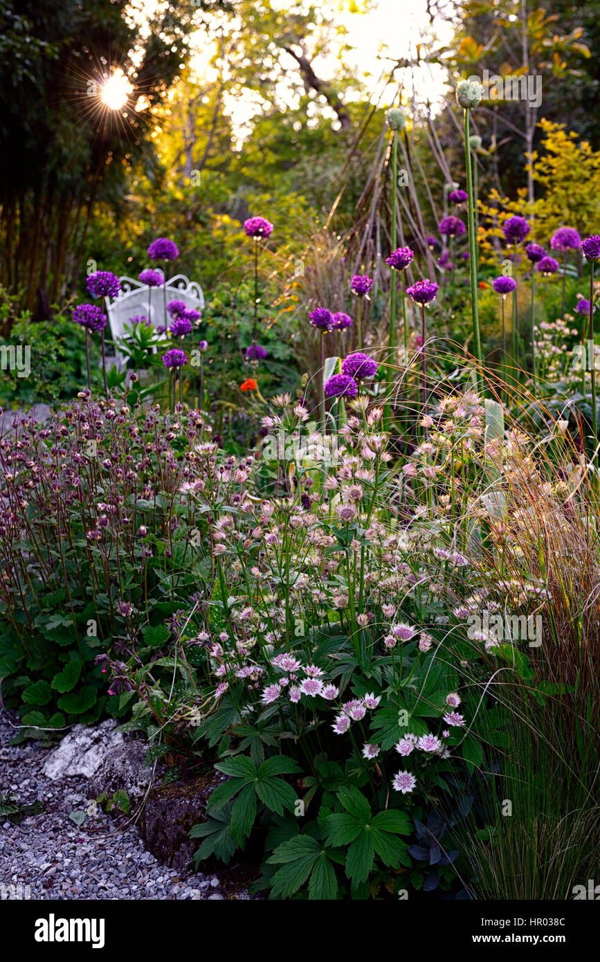 Allium, alliums, white, purple, flower. flowers, flowering, ornamental ...