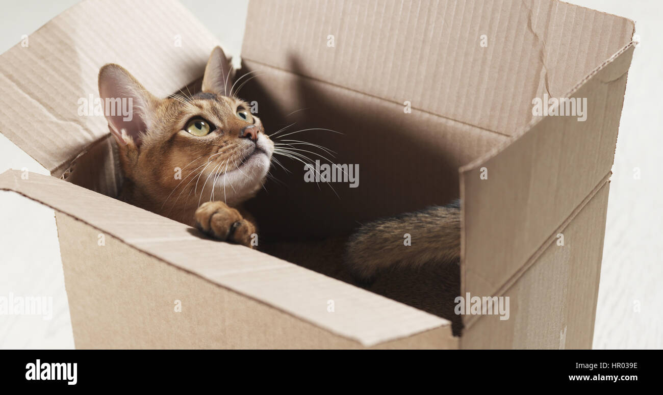 young abyssinian cat sitting in cardboard box, 4k photo Stock Photo - Alamy