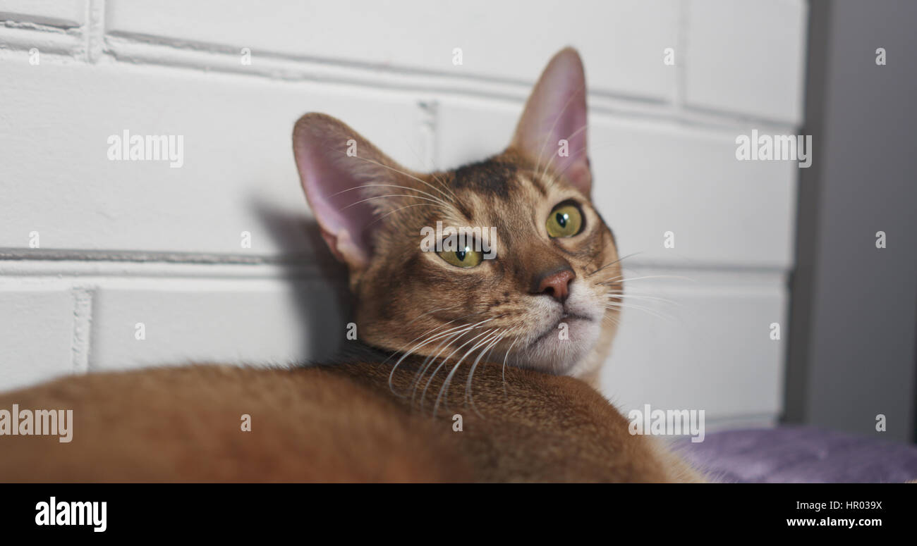 young abyssinian cat lying on bed, 4k photo Stock Photo - Alamy