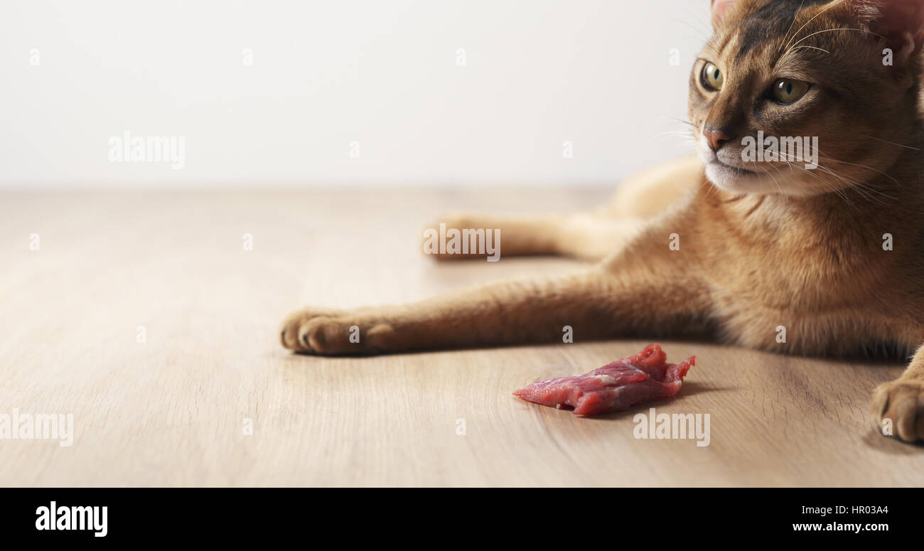 young abyssinian cat with meat on table, 4k photo Stock Photo - Alamy