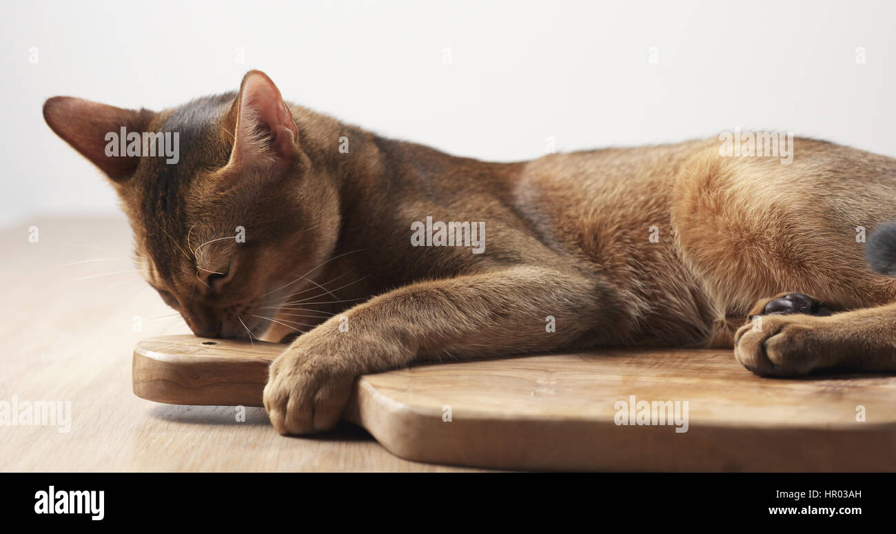 Cat passion hi-res stock photography and images - Alamy