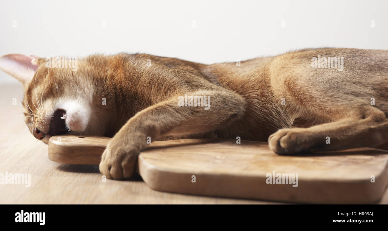 Abyssinian cat feel passion hi-res stock photography and images - Alamy