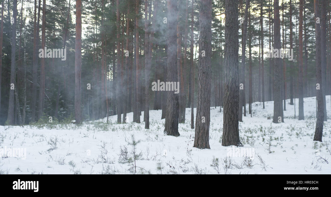 cold winter evening in pine forest with smoke, 4k photo Stock Photo - Alamy