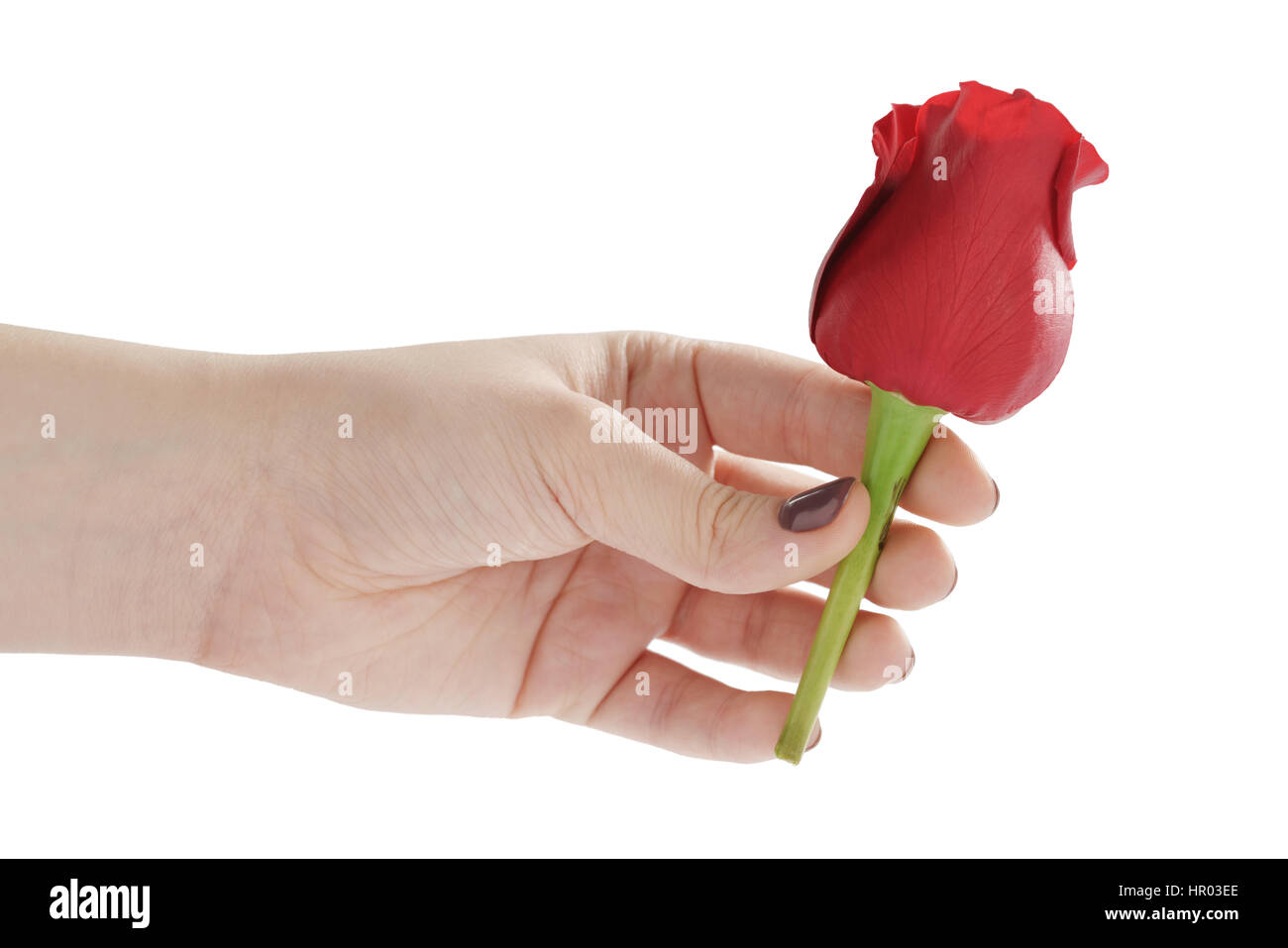 female teen hand holding red rose flower head isolated on white ...