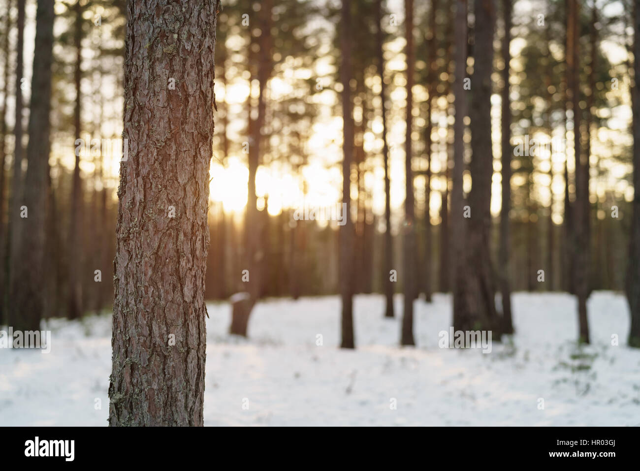 beautiful calm evening sunset in winter pine forest, tranquil landscape ...