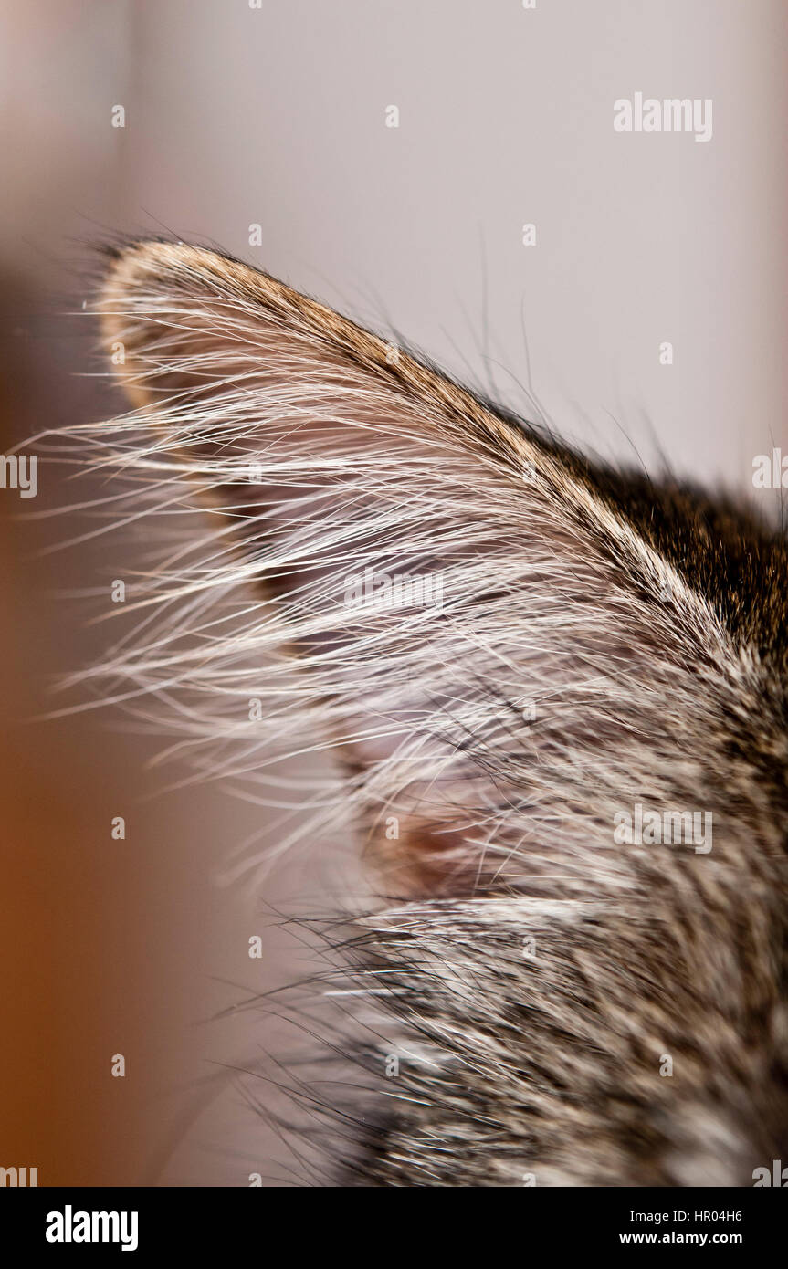 Ear part hi-res stock photography and images - Alamy