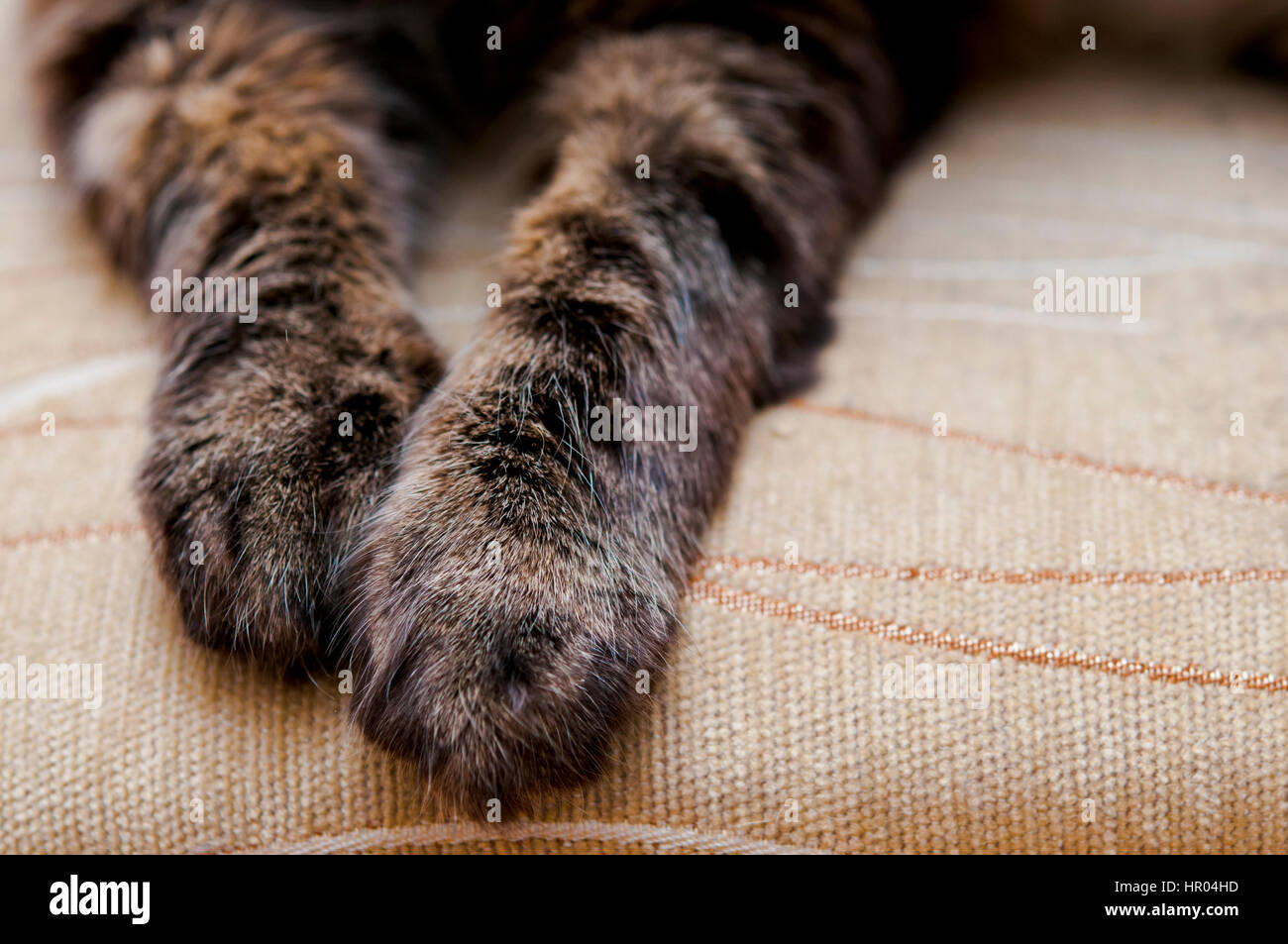 cat paws closeup Stock Photo - Alamy