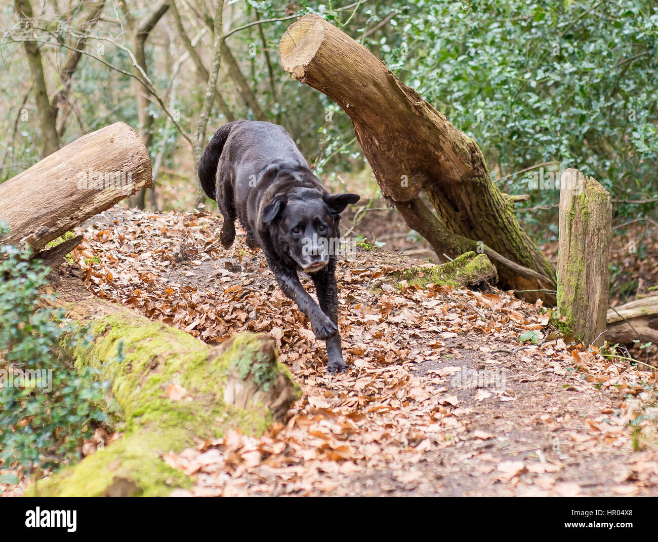 Black Labrador Boxer cross running through a gap in a fallen tree Stock ...