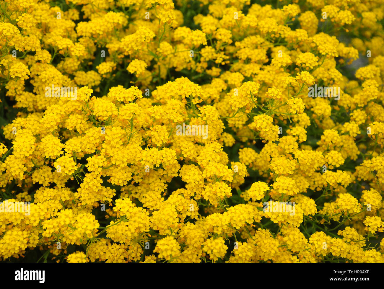 Golden alyssum (Aurinia saxatilis Stock Photo - Alamy