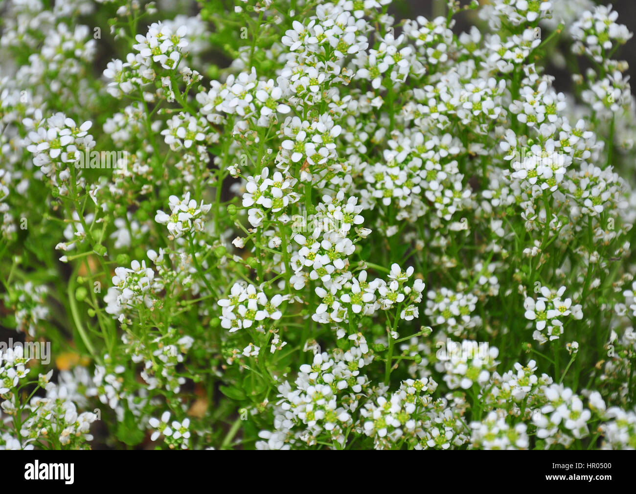 Common scurvygrass (Cochlearia officinalis Stock Photo - Alamy