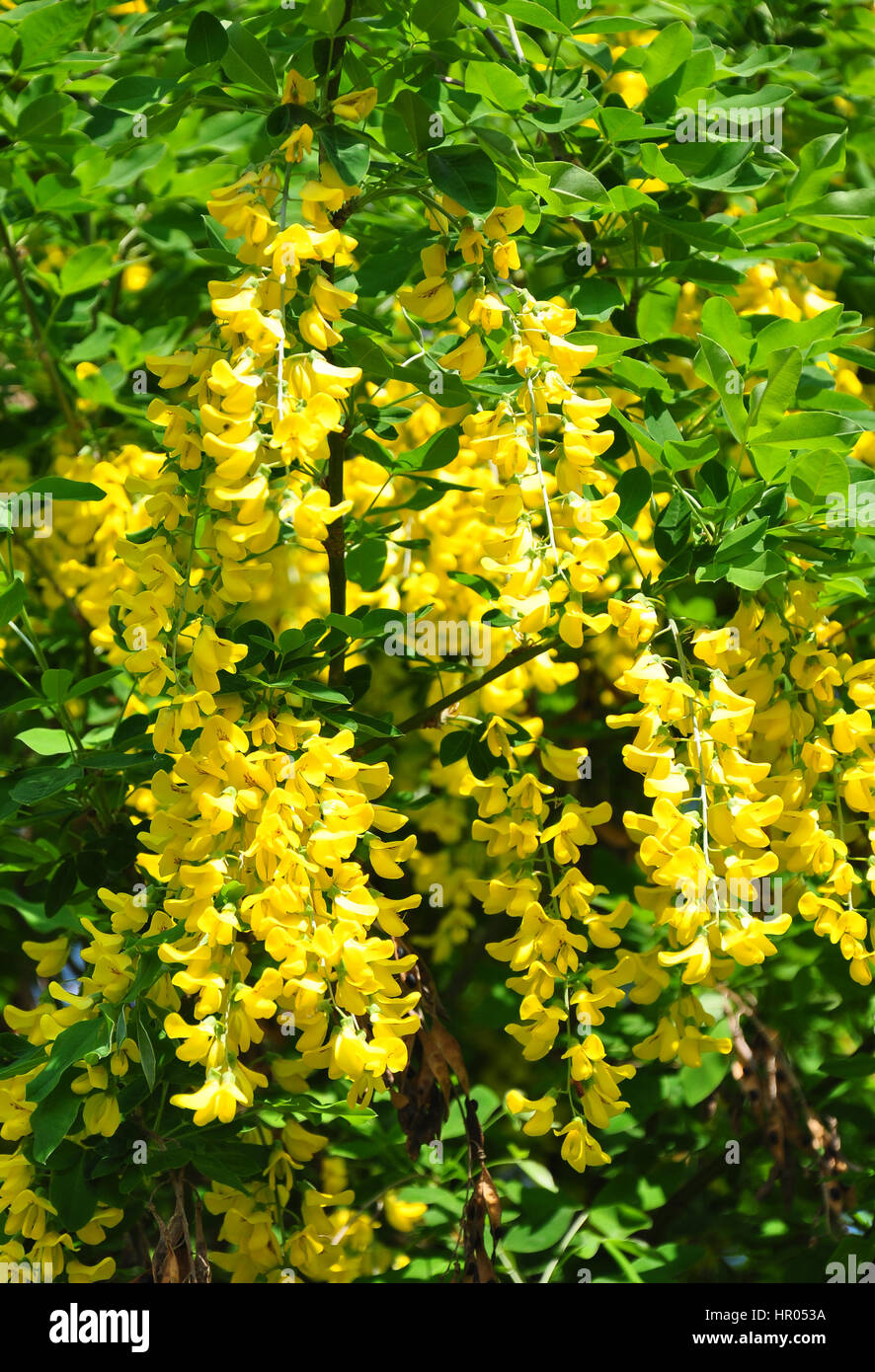 Yellow laburnum anagyroides common hi-res stock photography and images ...