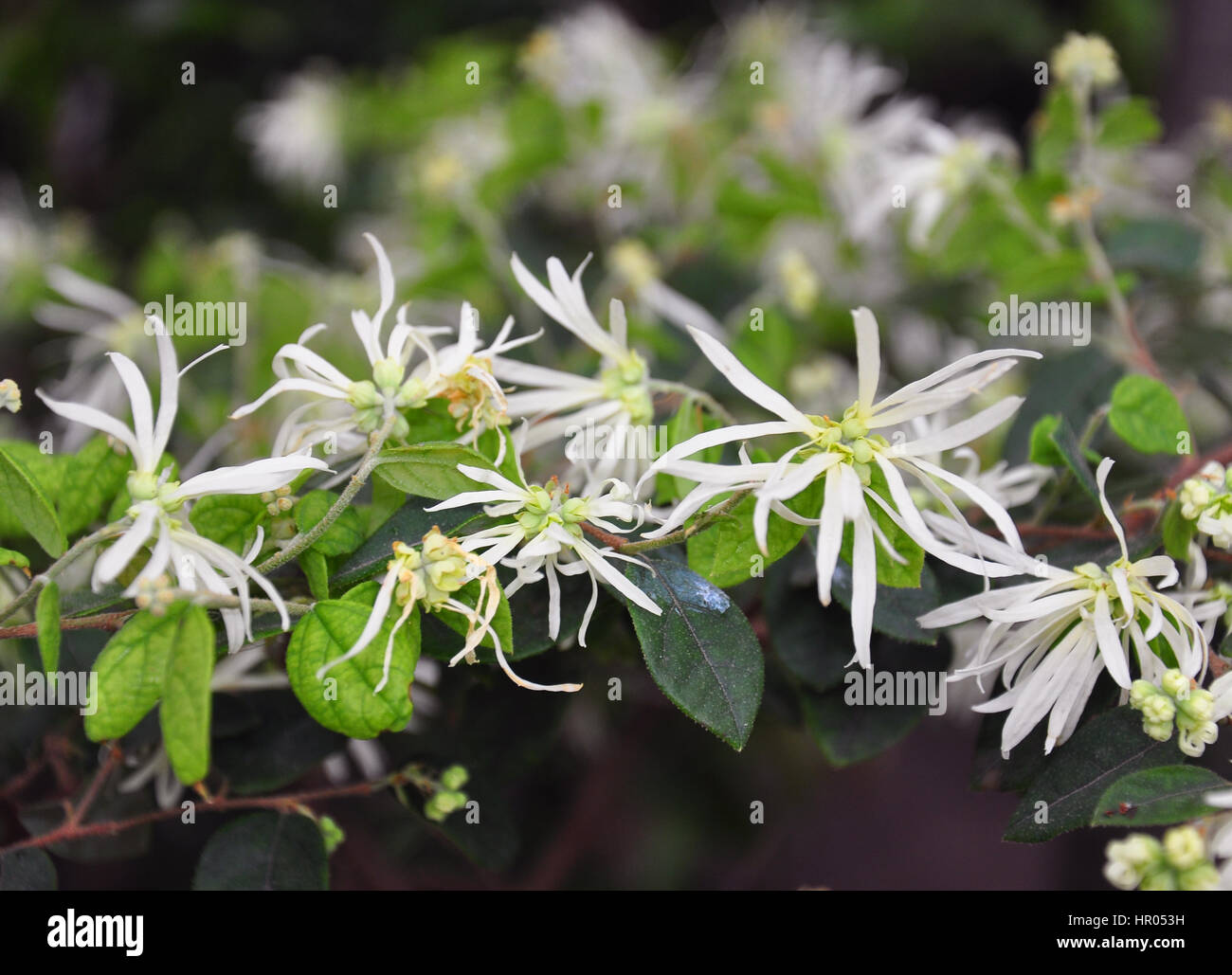 Chinese fringe tree hi-res stock photography and images - Alamy