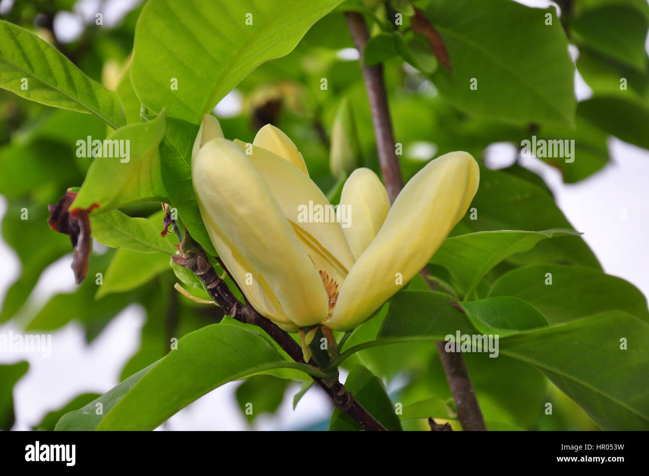 Yellow Magnolia High Resolution Stock Photography and Images - Alamy