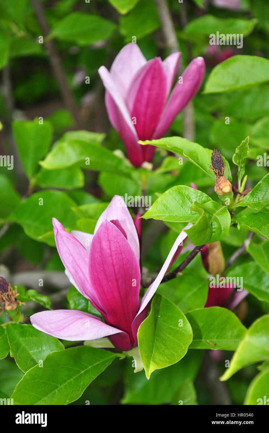 Purple magnolia (Magnolia liliiflora Stock Photo - Alamy