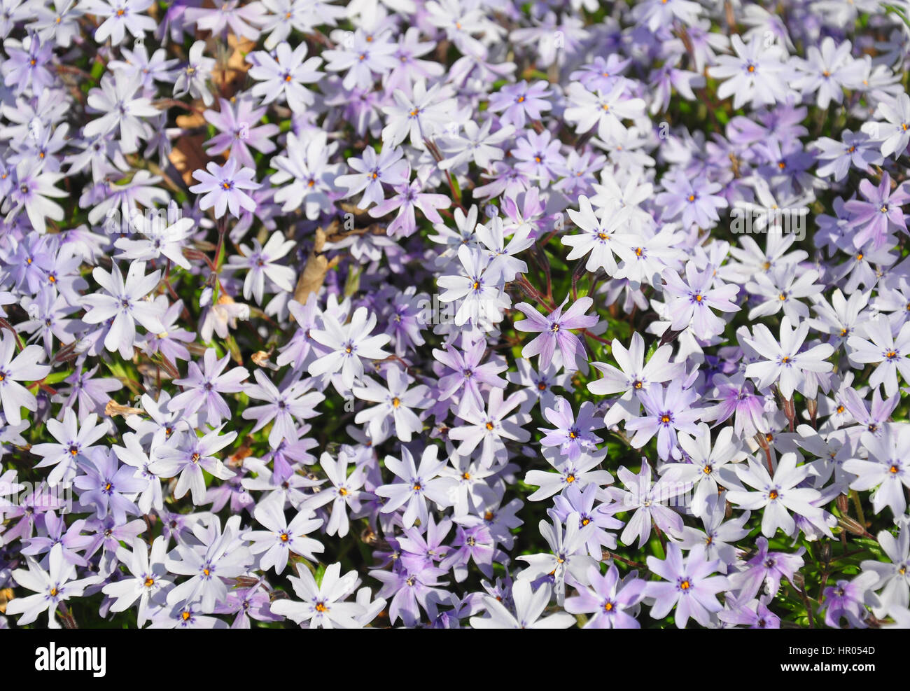 Creeping phlox (Phlox subulata Stock Photo - Alamy