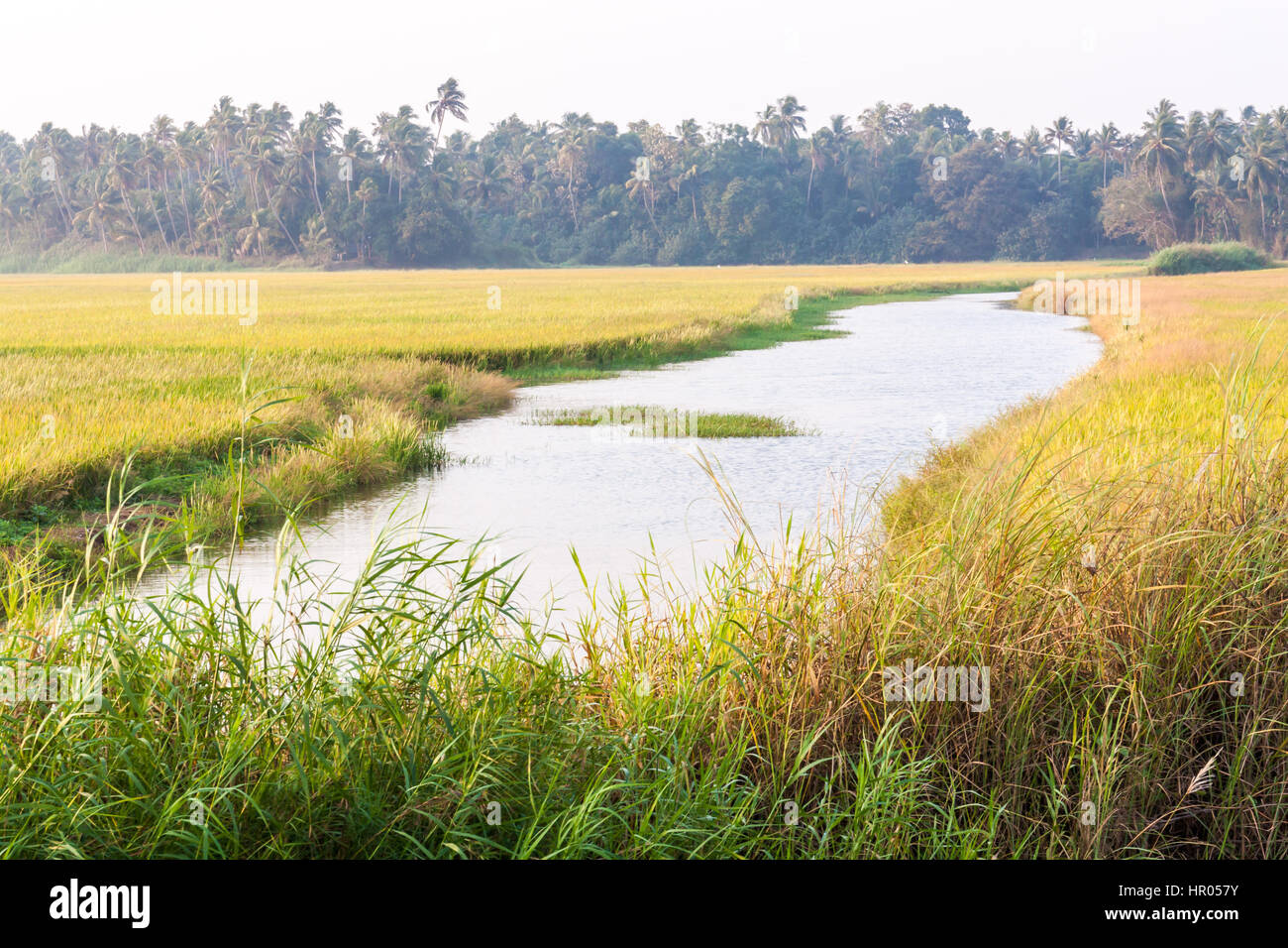 Paddy Field In Kerala Stock Photos & Paddy Field In Kerala Stock Images ...